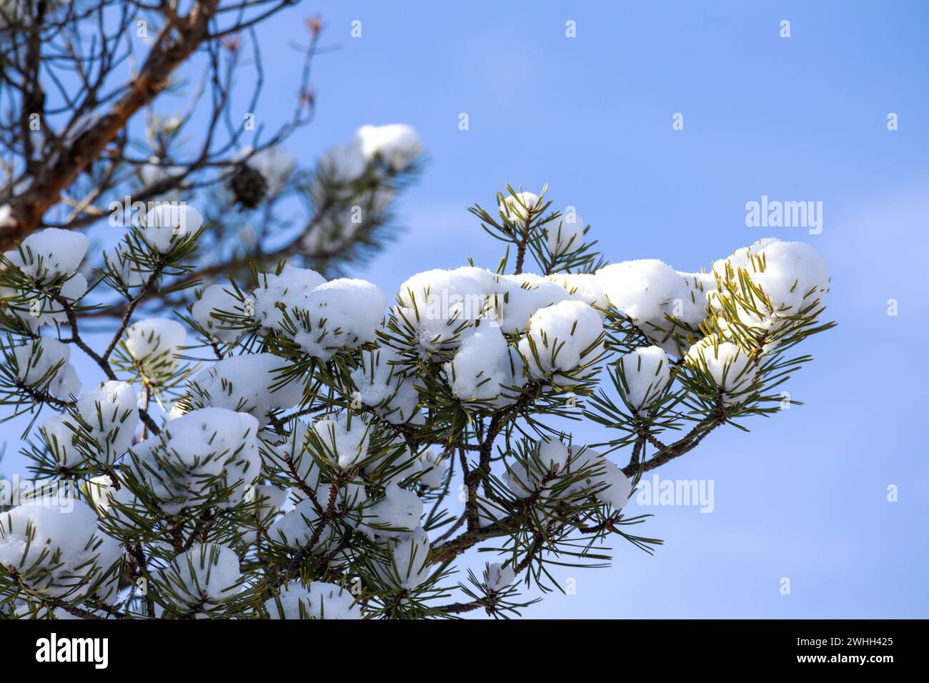 The branches of conifers are covered with white snow in the form of ...