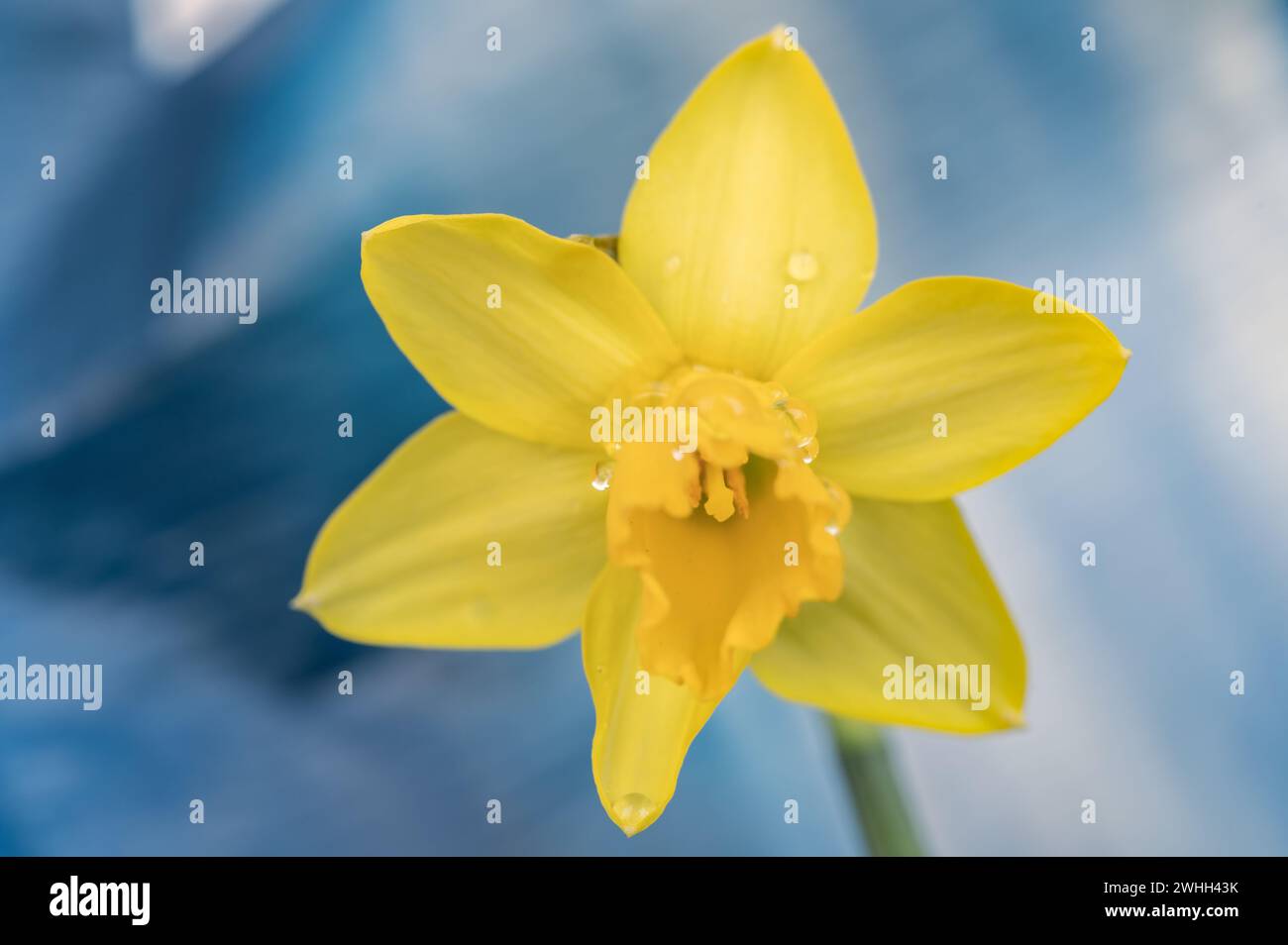Narcissus daffodil extreme macro hi-res stock photography and images - Alamy