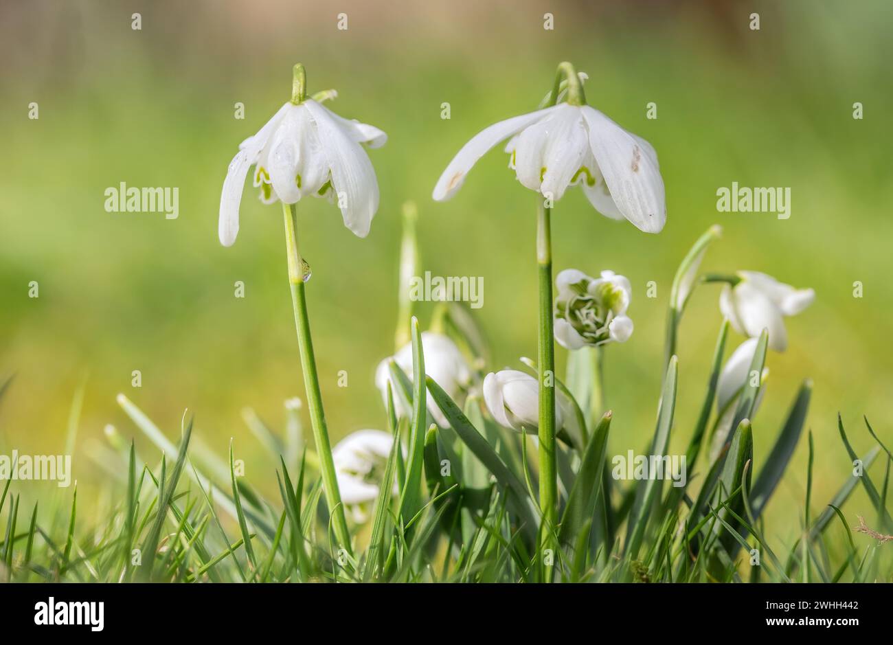Snowdrop with water droplets hi-res stock photography and images - Alamy