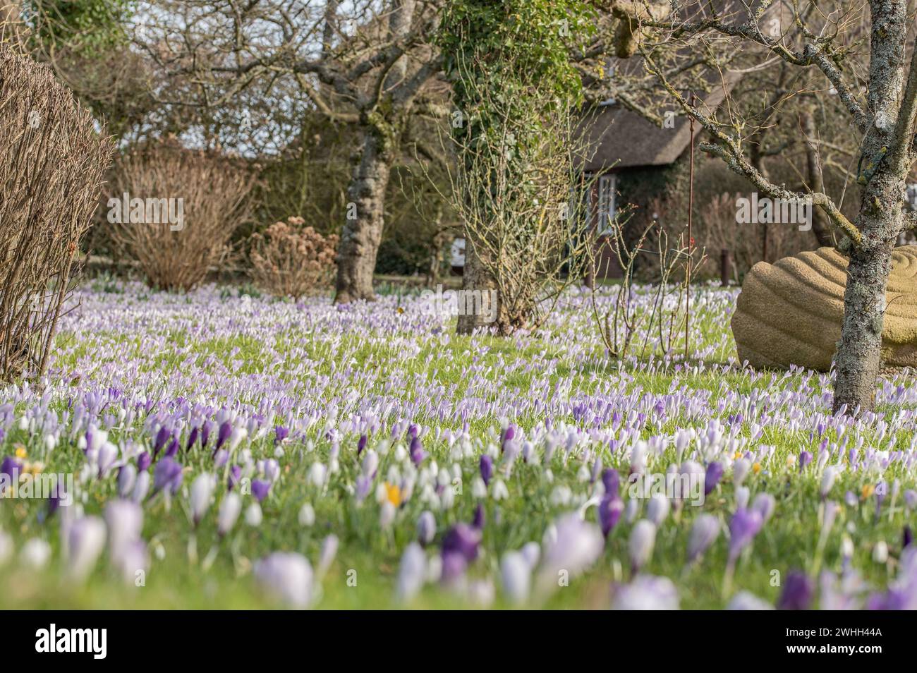 Crocus 2023 hi-res stock photography and images - Alamy