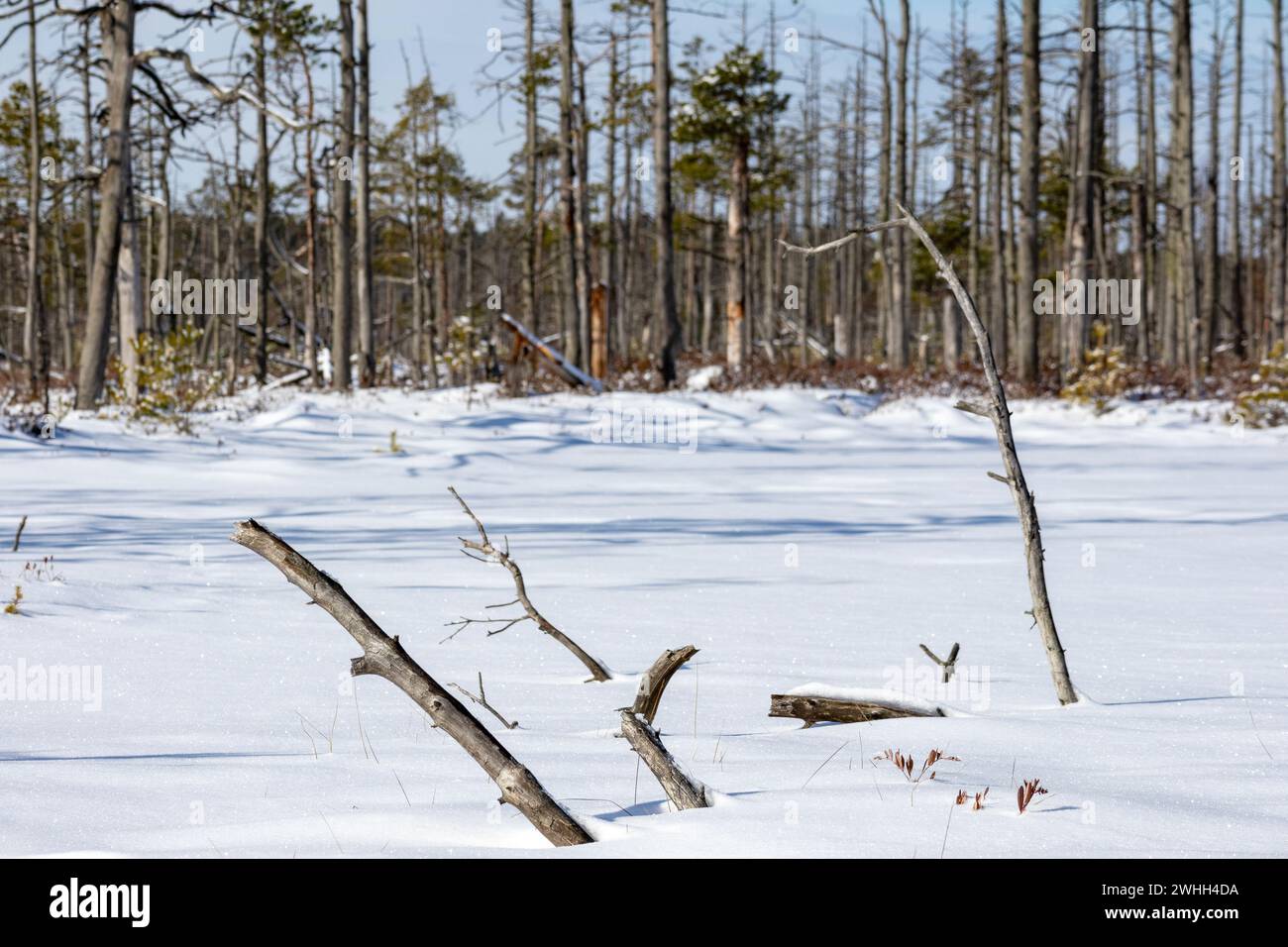 A withered tree trunk in a swamp on a snowy background in the day Stock ...