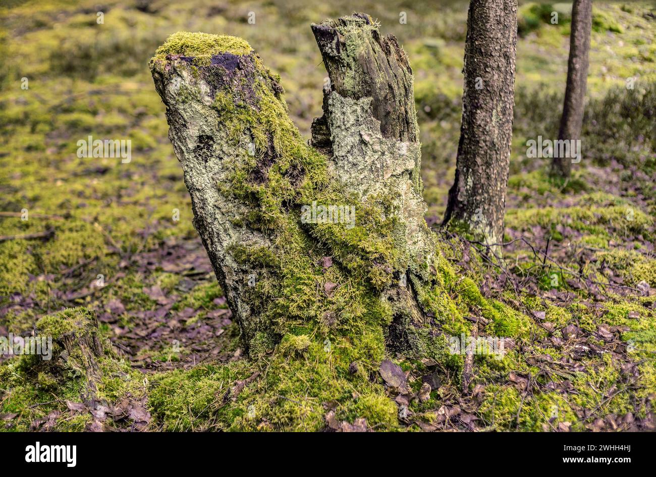 Tree root with moss Stock Photo - Alamy