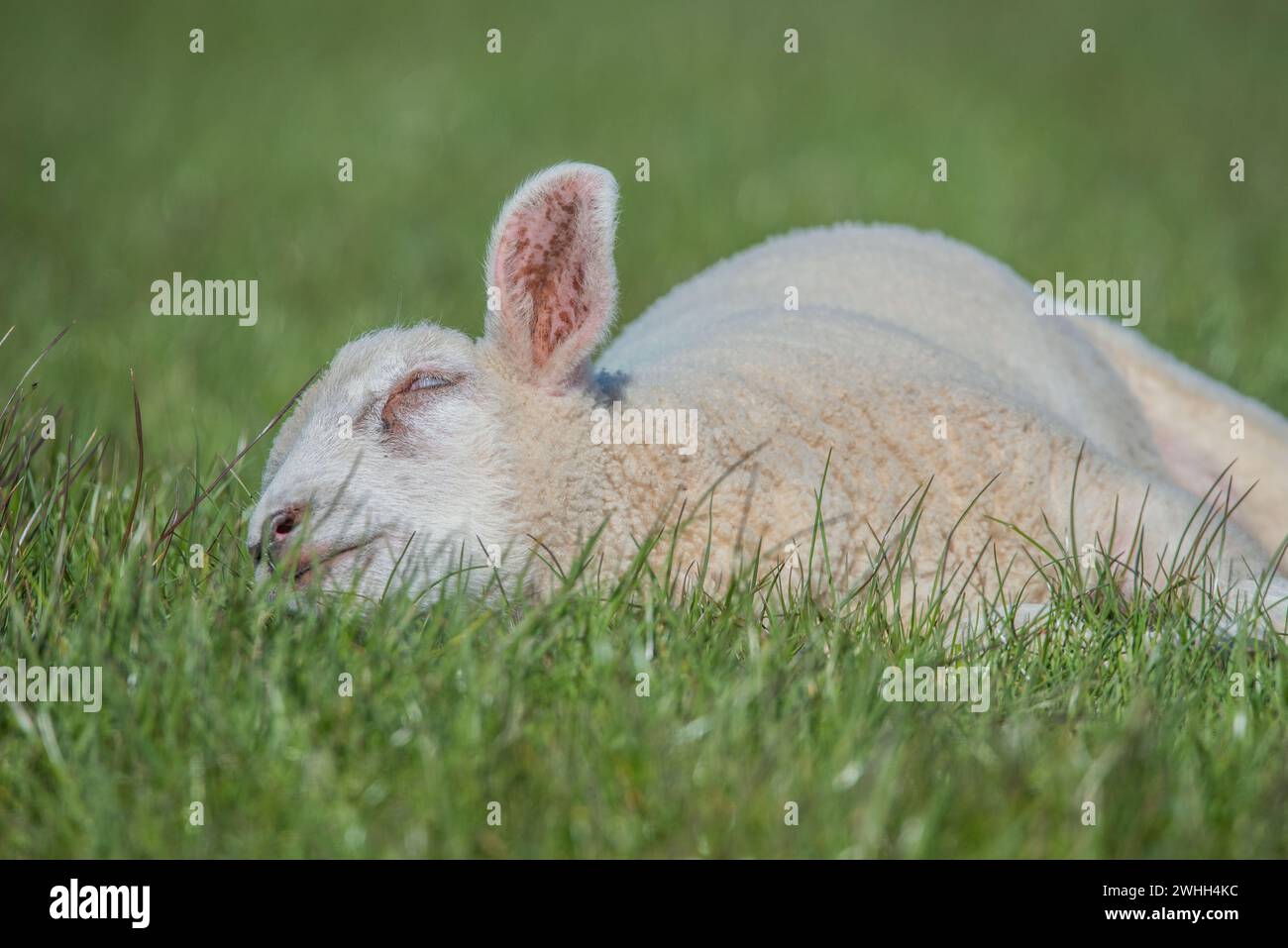 Lamb sleep hi-res stock photography and images - Alamy