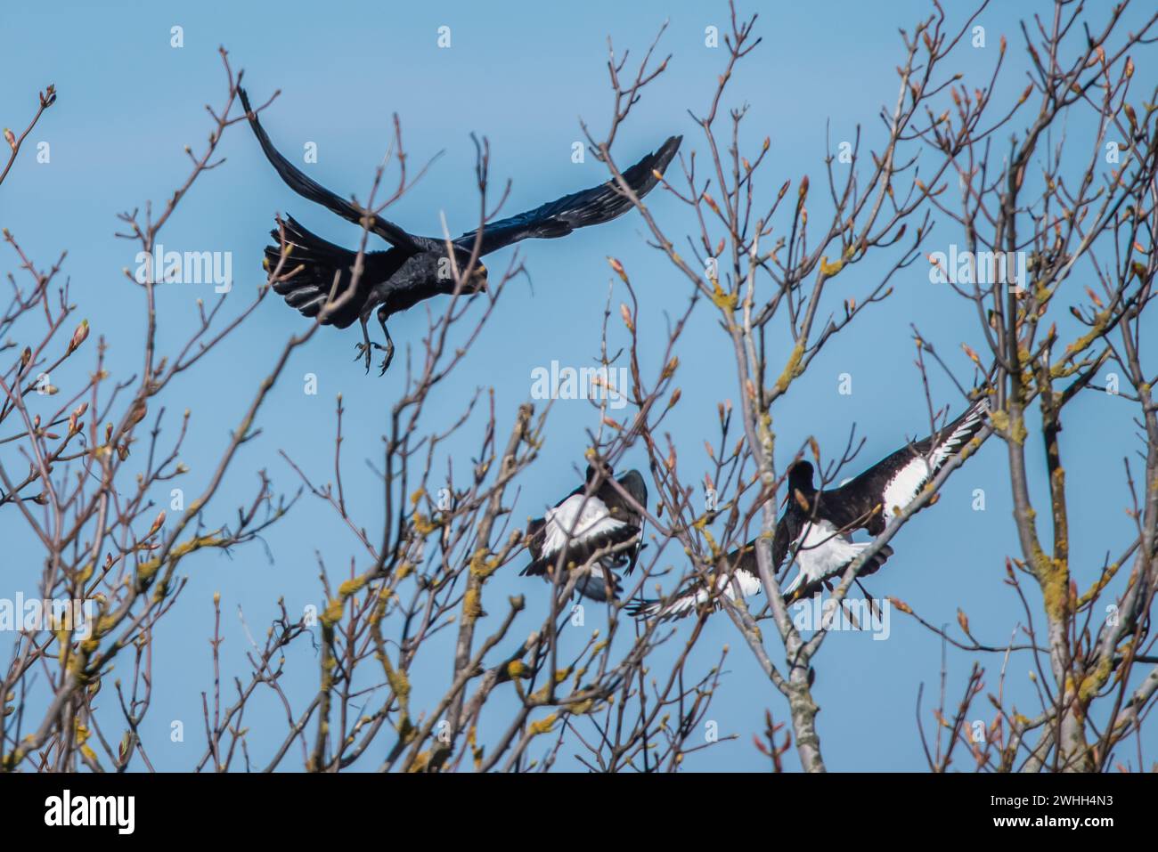 Crow attack hi-res stock photography and images - Alamy