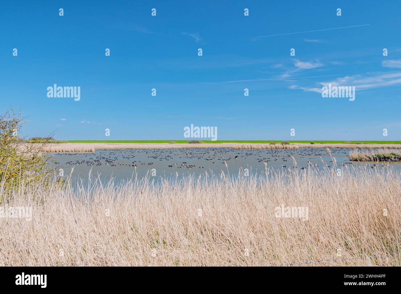 Zones wild hi-res stock photography and images - Alamy