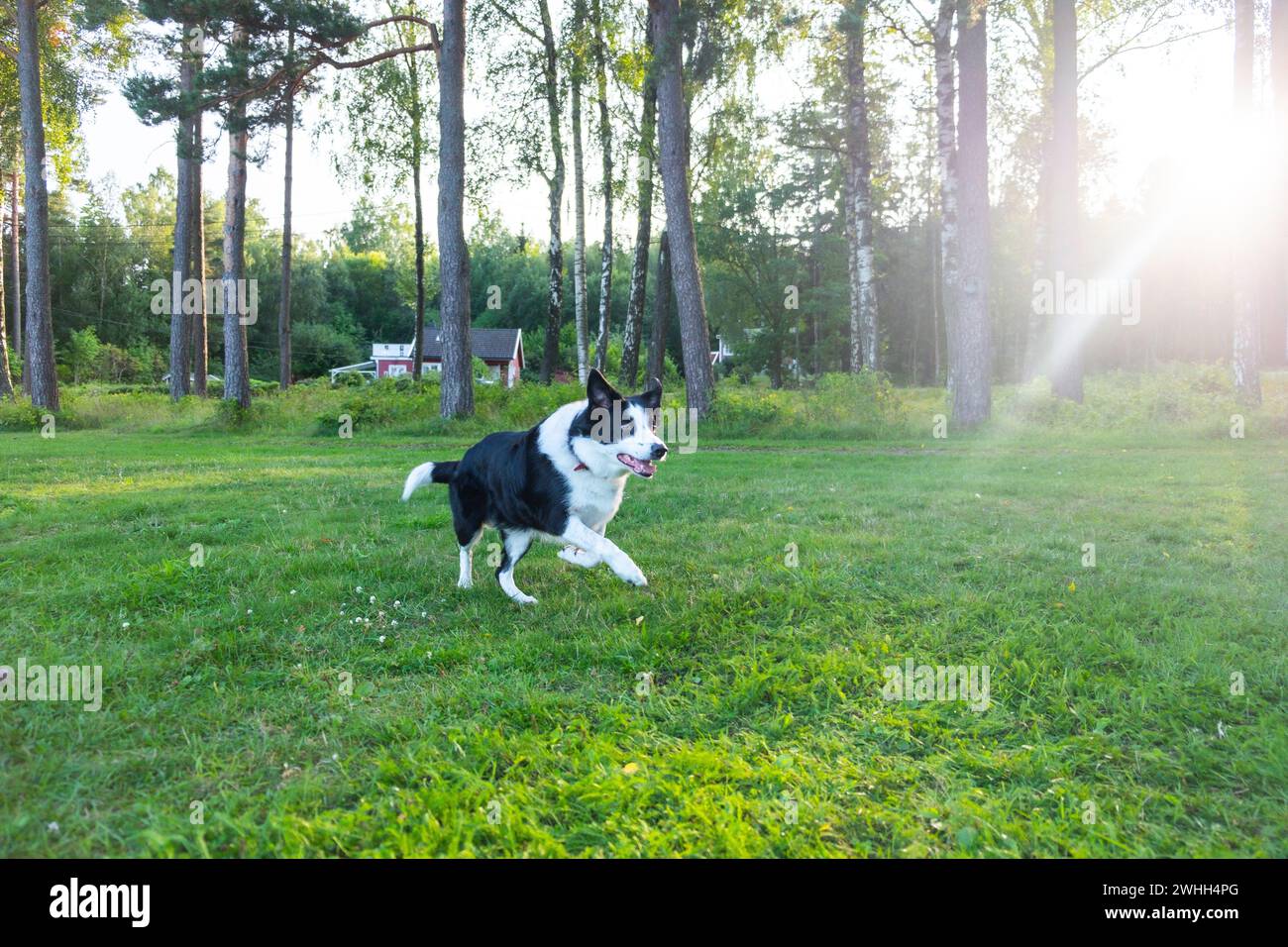 Dog on premise hi-res stock photography and images - Alamy