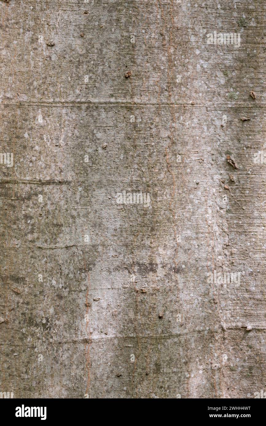 dogwood tree trunk, wood texture, gray wooden background. Giant dogwood ...