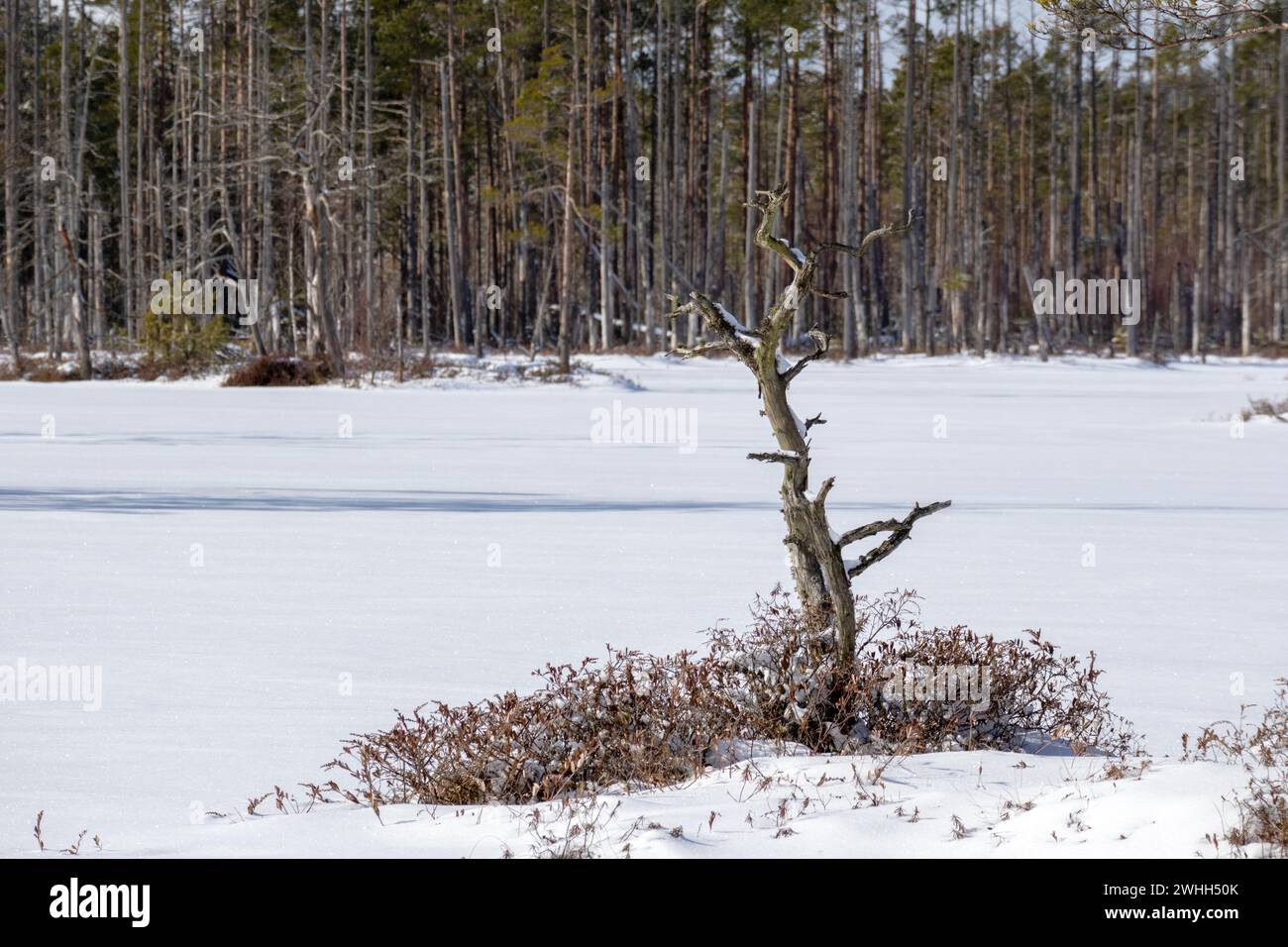 Withered tree hi-res stock photography and images - Alamy