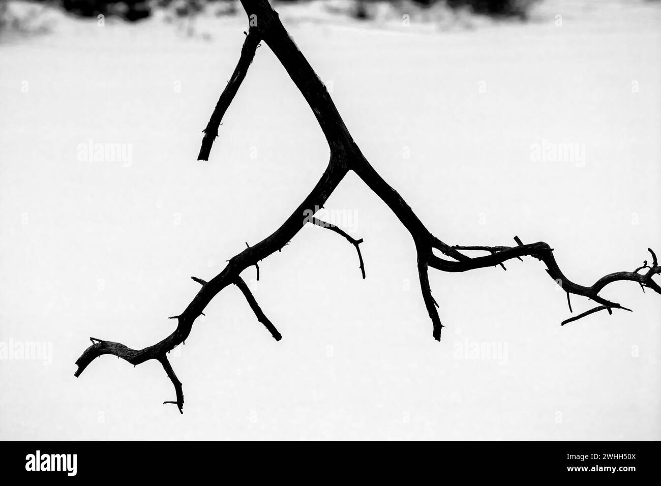 Silhouette shape of dead branch on white background Stock Photo - Alamy