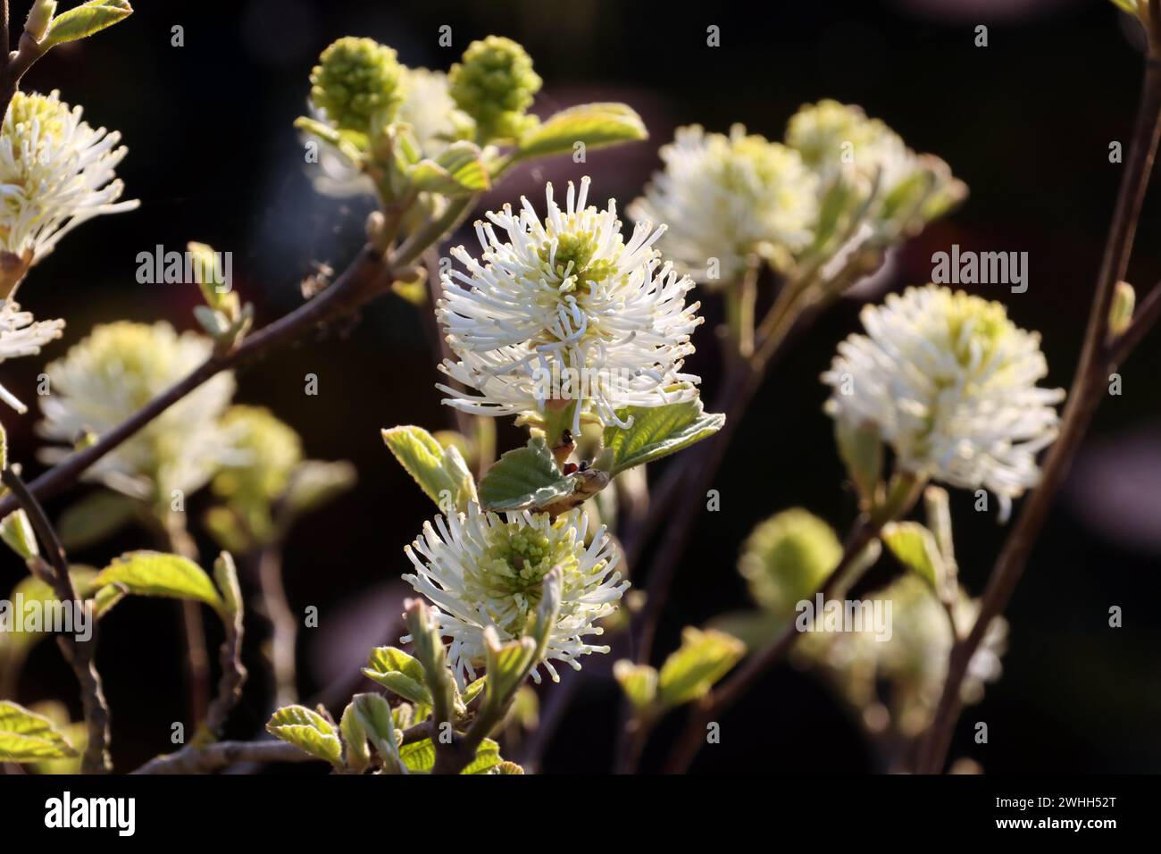 Large feather bush (Fothergilla major) - flowering shrub Stock Photo ...