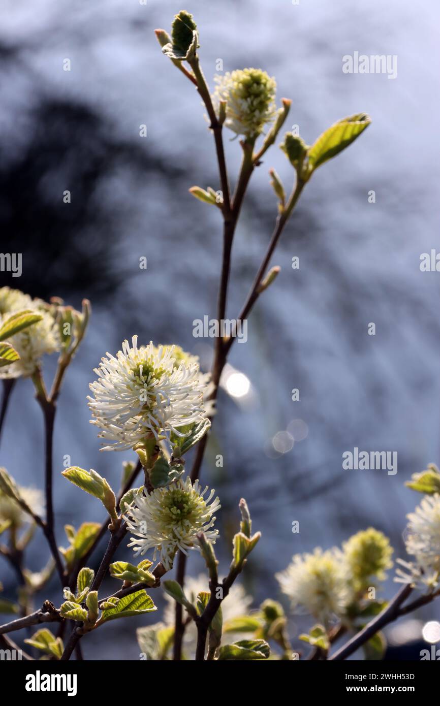 Large feather bush (Fothergilla major) - flowering shrub Stock Photo ...