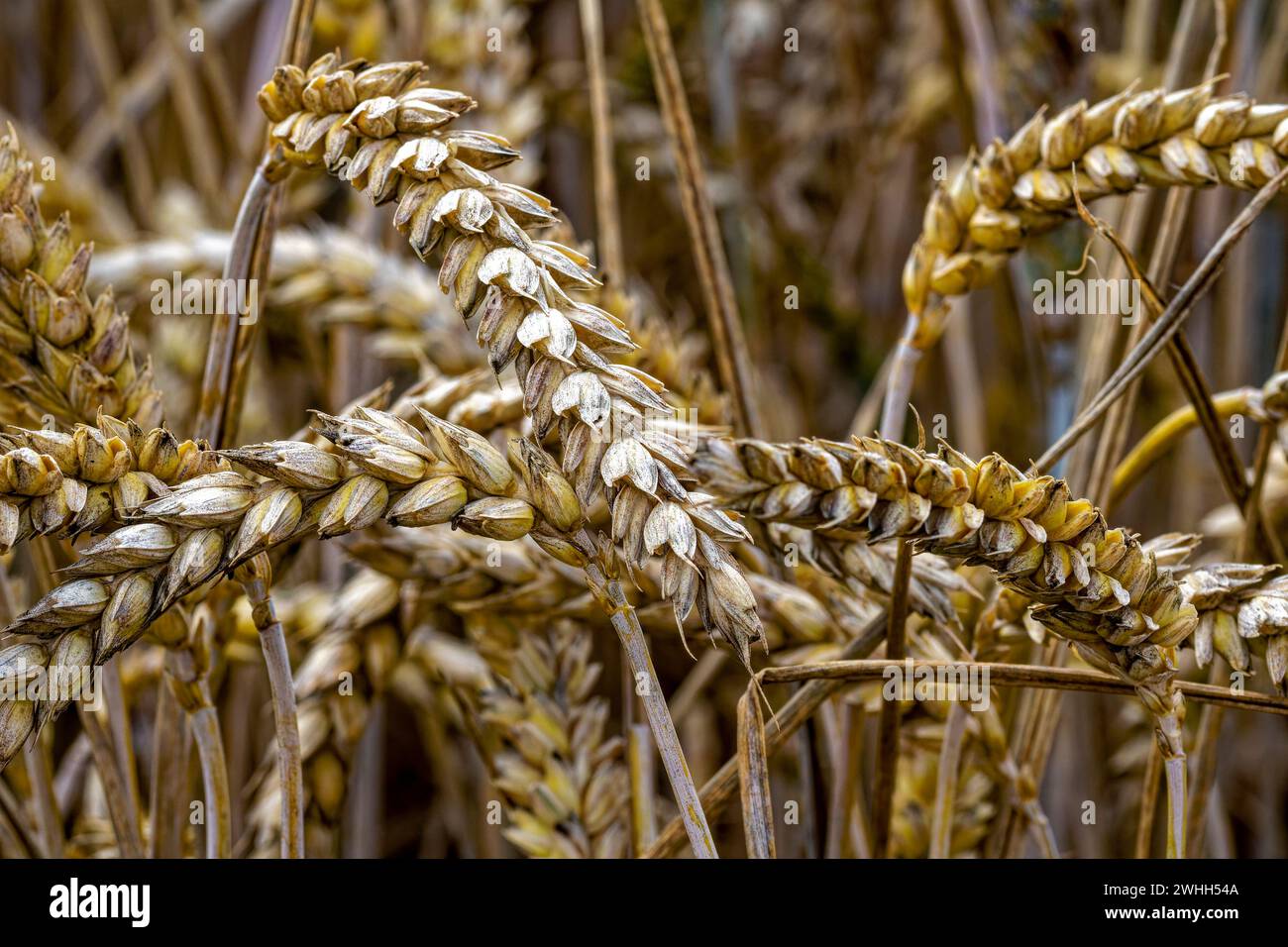 Farming detail hi-res stock photography and images - Alamy