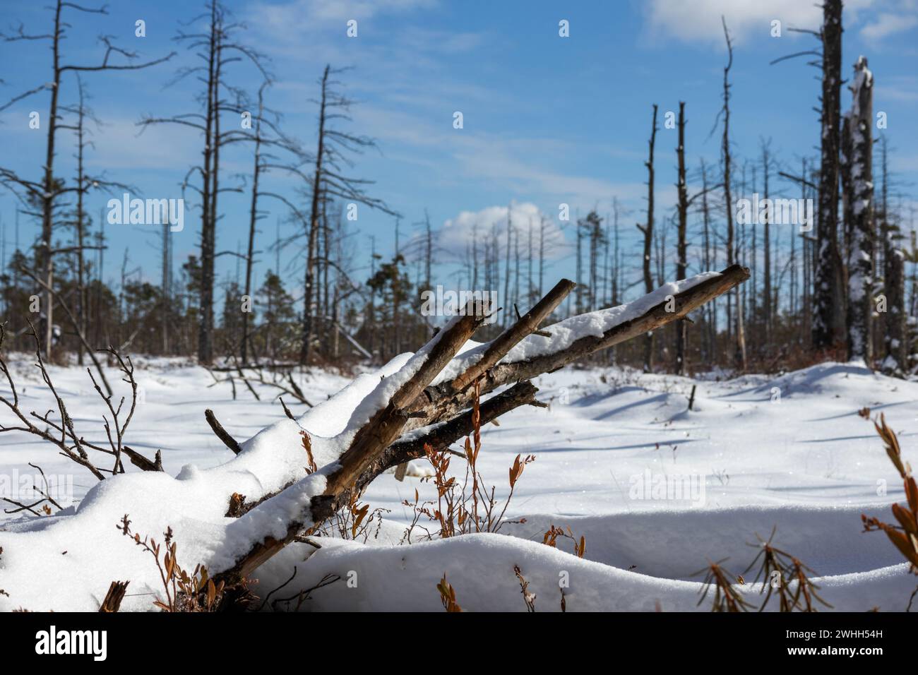 A withered tree trunk in a swamp on a snowy background in the day Stock ...