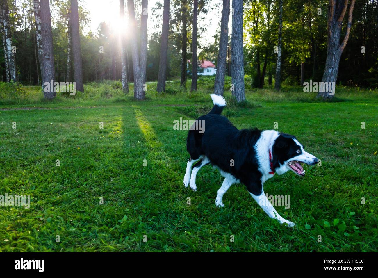 Dog on premise hi-res stock photography and images - Alamy
