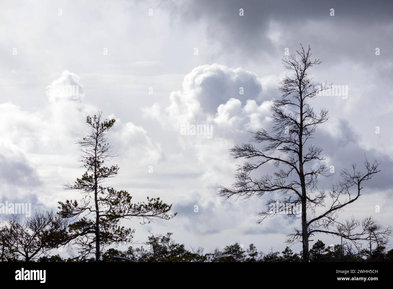 Winter tree silhouettes snow hi-res stock photography and images - Alamy