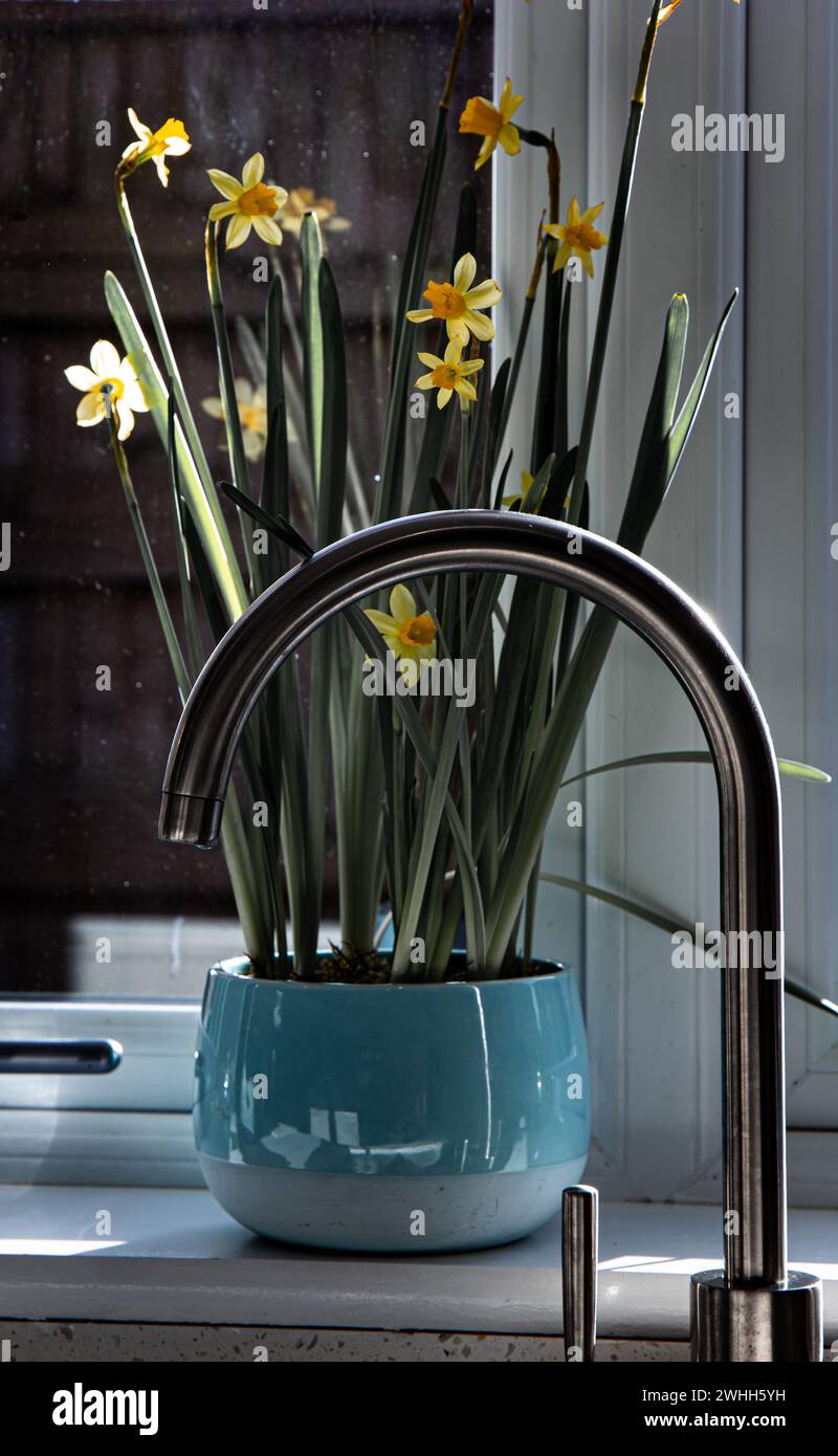 A blue bowl of Tete a Tete Daffodil flowers on the kitchen window sill ...