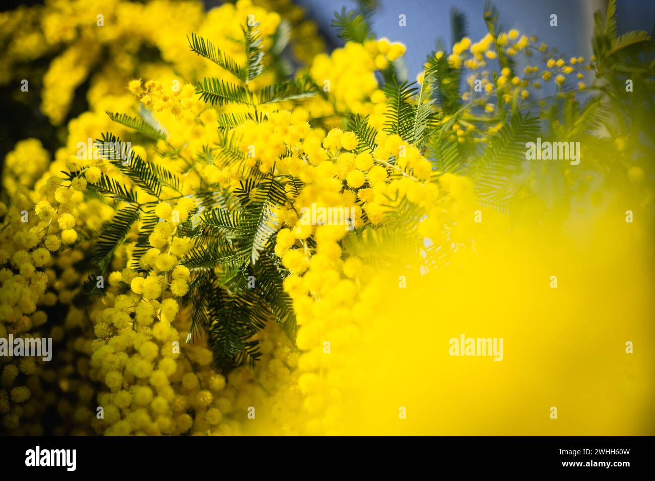 blooming big mimosa tree against bright blue sky Stock Photo - Alamy