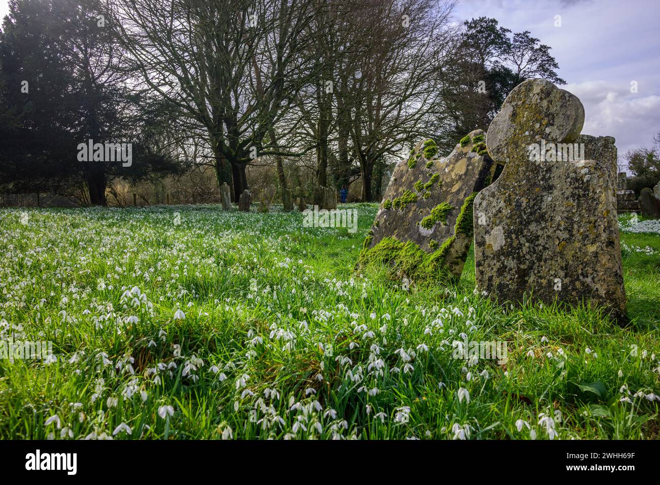 Headstones and snowdrops hi-res stock photography and images - Alamy