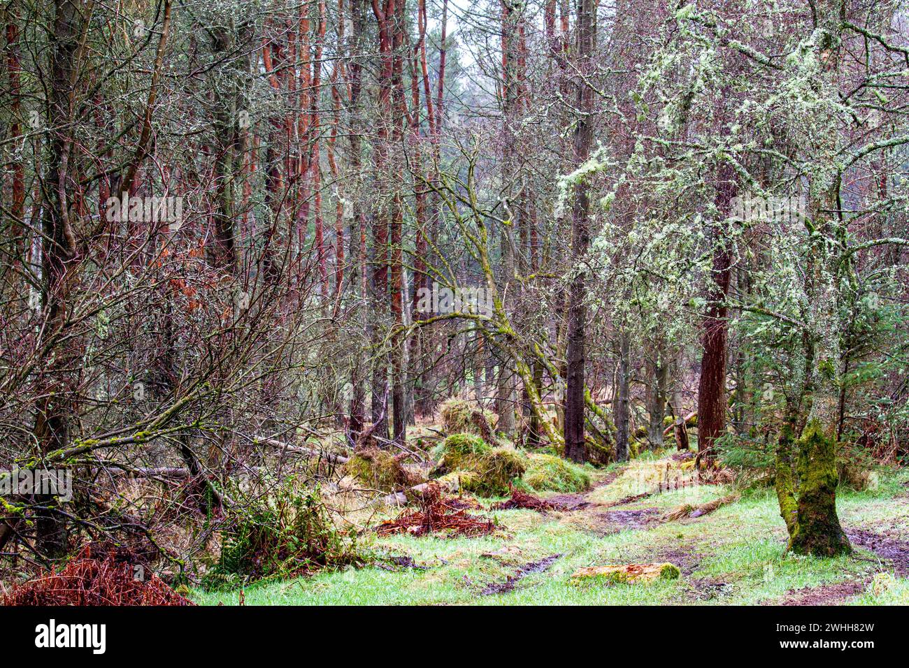 Raindrops forest scotland hi-res stock photography and images - Alamy
