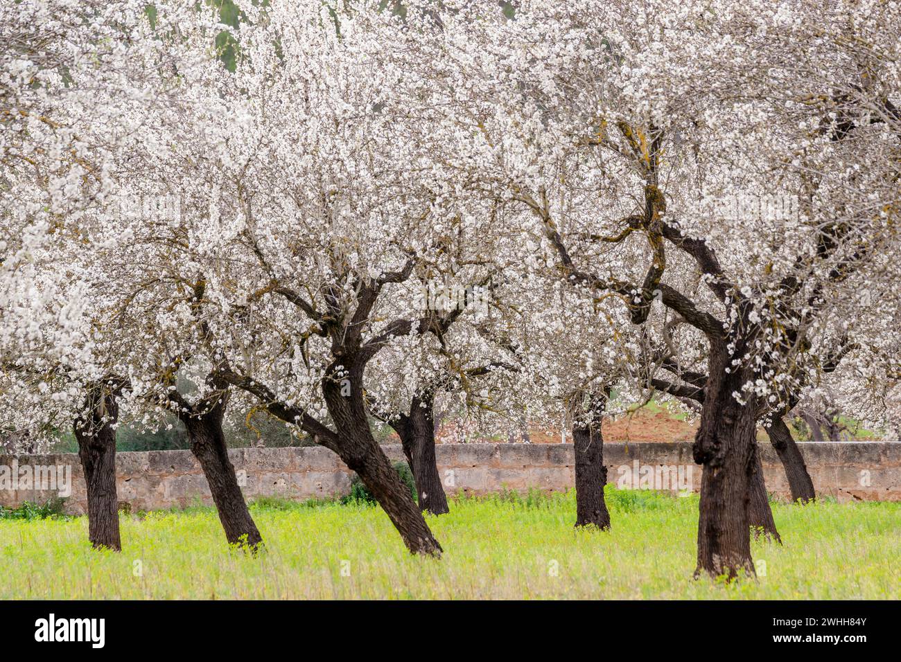 Almendros en flor Stock Photo - Alamy