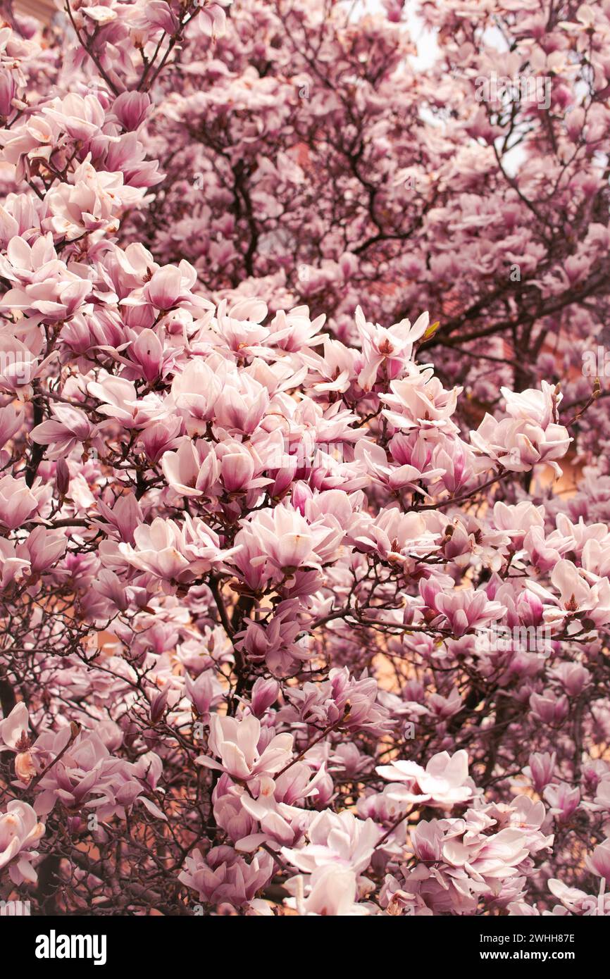 Delicate pink magnolia bloom hi-res stock photography and images - Alamy
