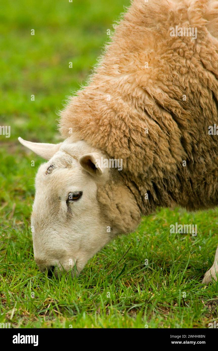 Sheep, Linn County, Oregon Stock Photo - Alamy