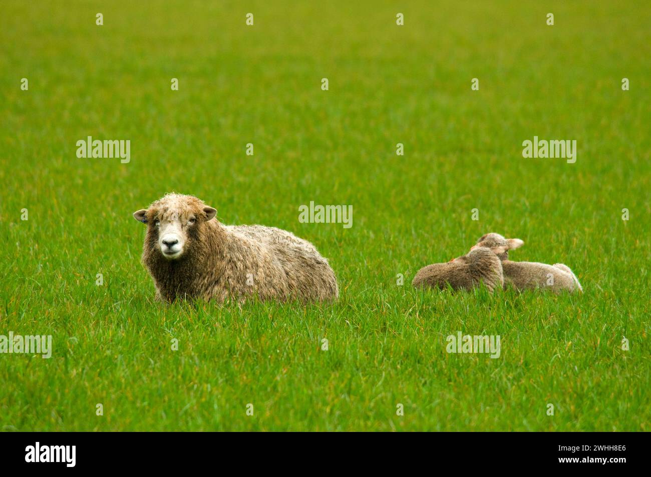 Sheep with lamb, Linn County, Oregon Stock Photo - Alamy