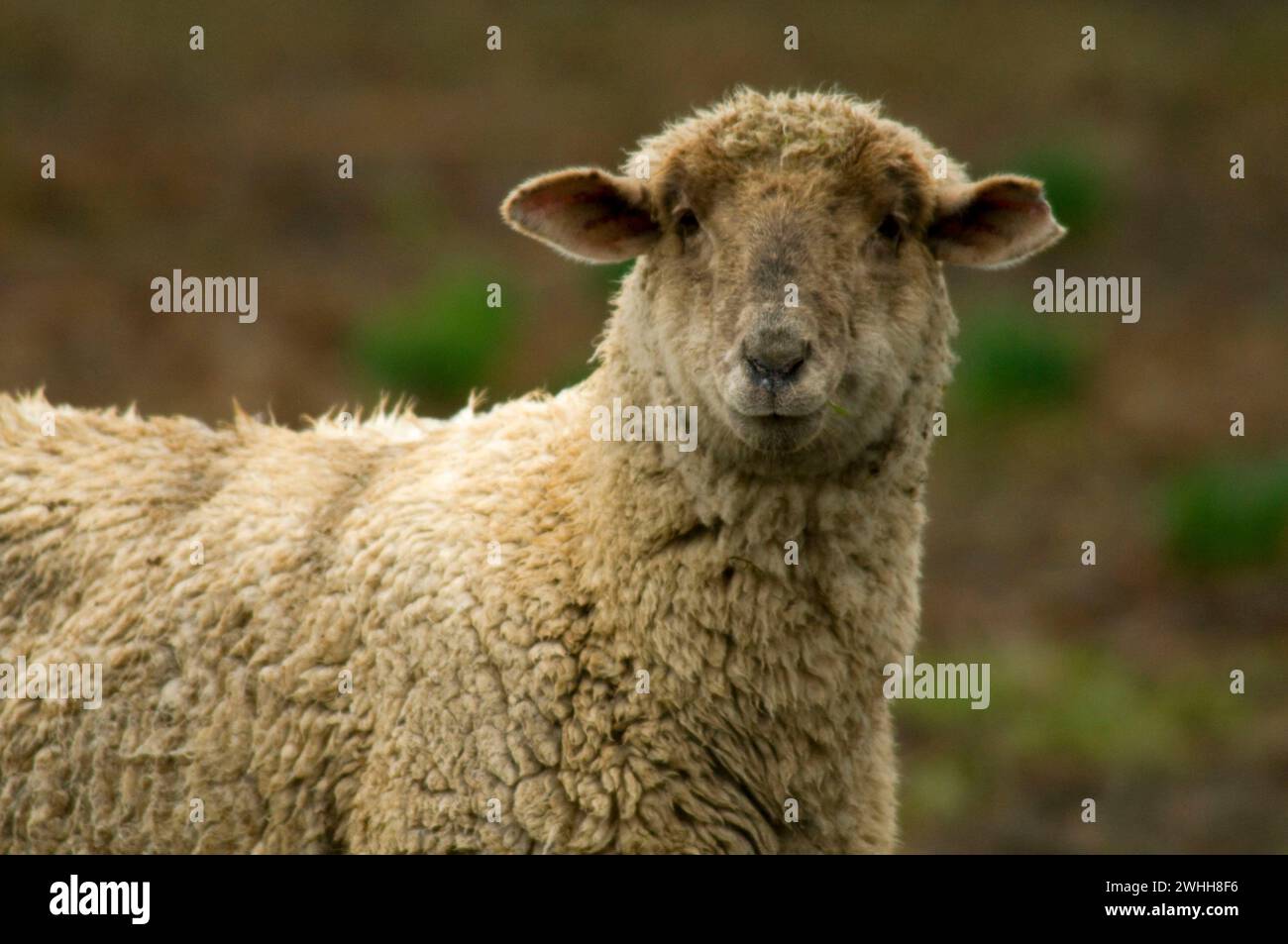 Sheep, Linn County, Oregon Stock Photo - Alamy