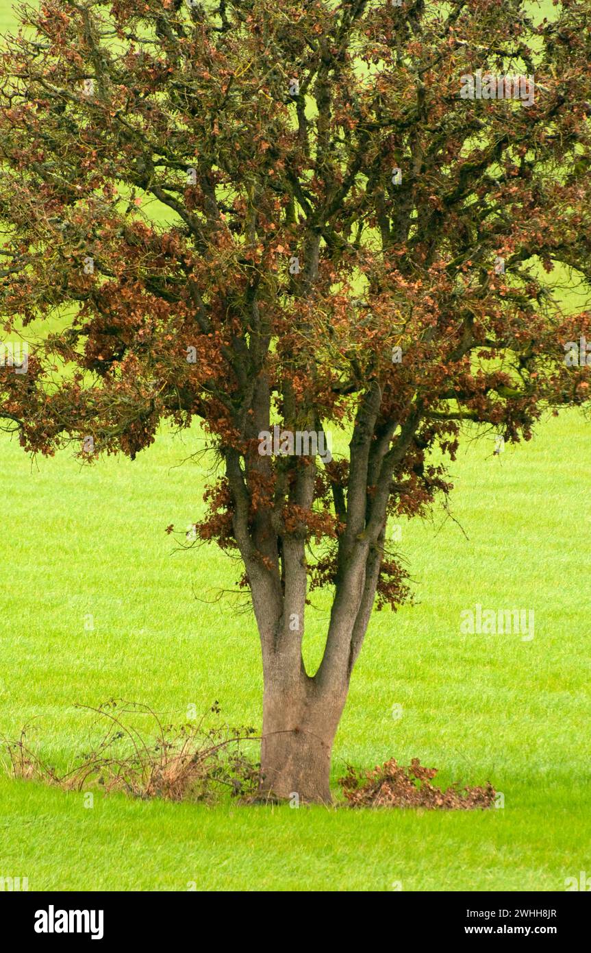 Grass field linn county oregon hi-res stock photography and images - Alamy