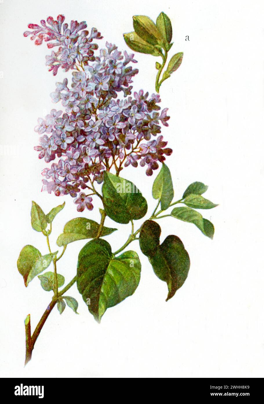 Syringa vulgaris drawing hi-res stock photography and images - Alamy