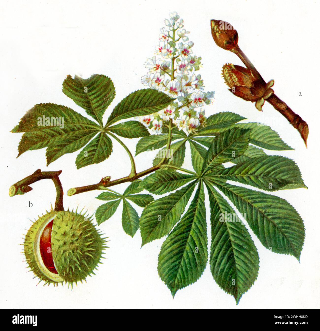 horse-chestnut, conker tree, fruit Aesculus hippocastanum ...