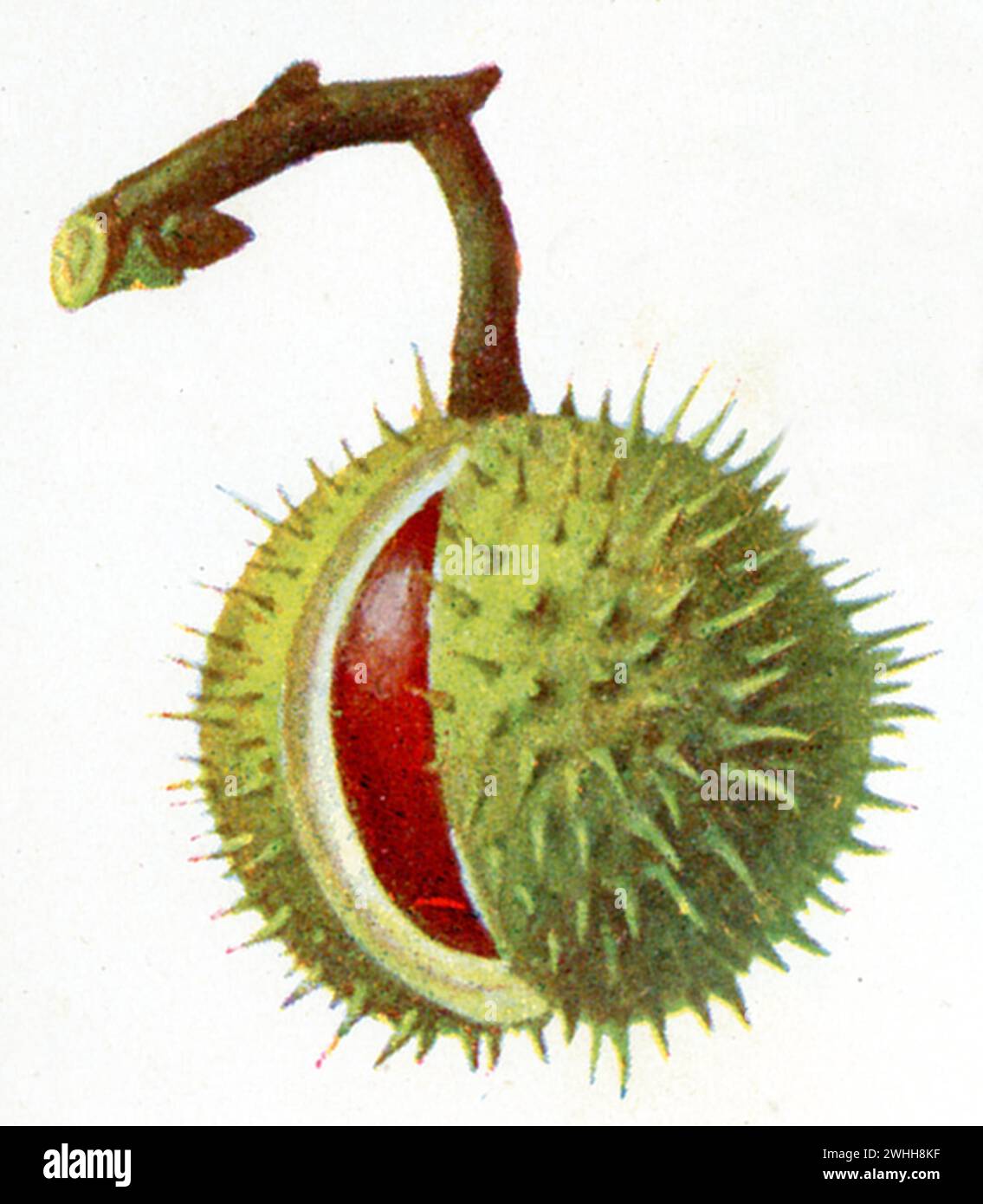 horse-chestnut, conker tree, fruit Aesculus hippocastanum ...