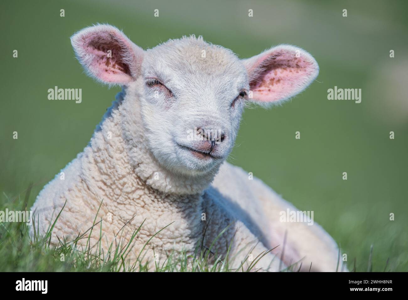 Lamb sleep hi-res stock photography and images - Alamy