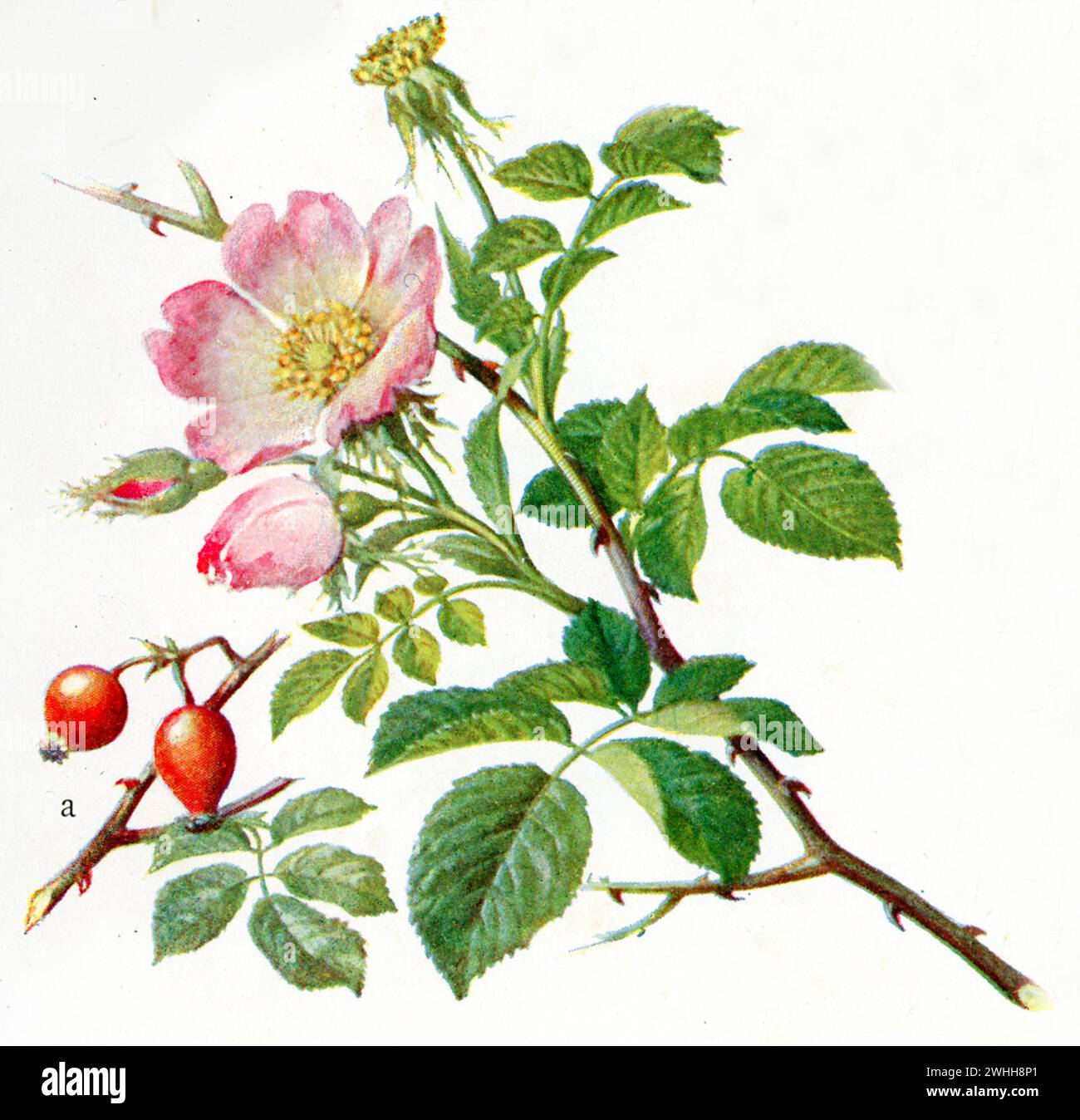 Rosa canina botanische illustration hi-res stock photography and images ...