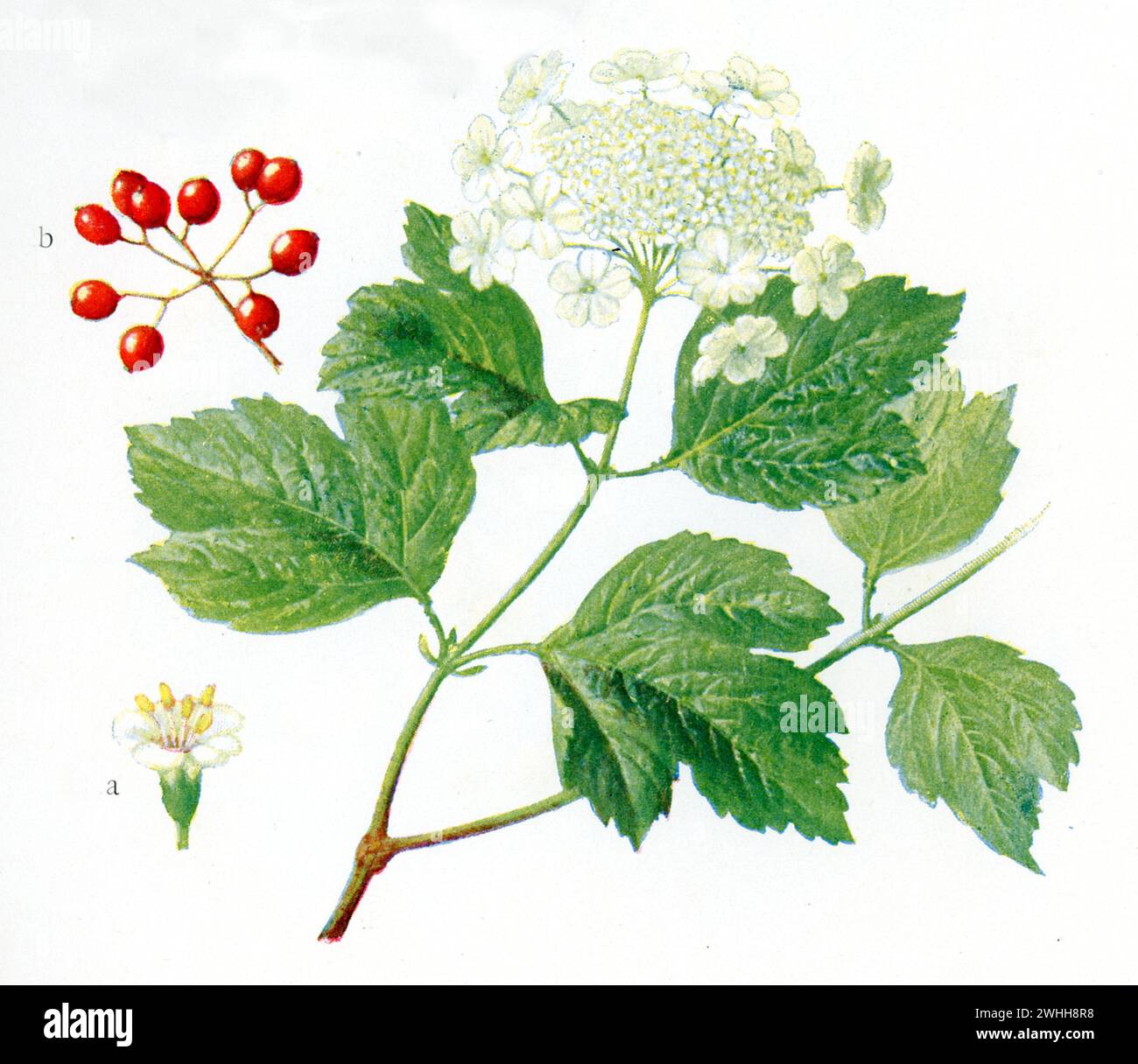 Guelder rose drawing hi-res stock photography and images - Alamy