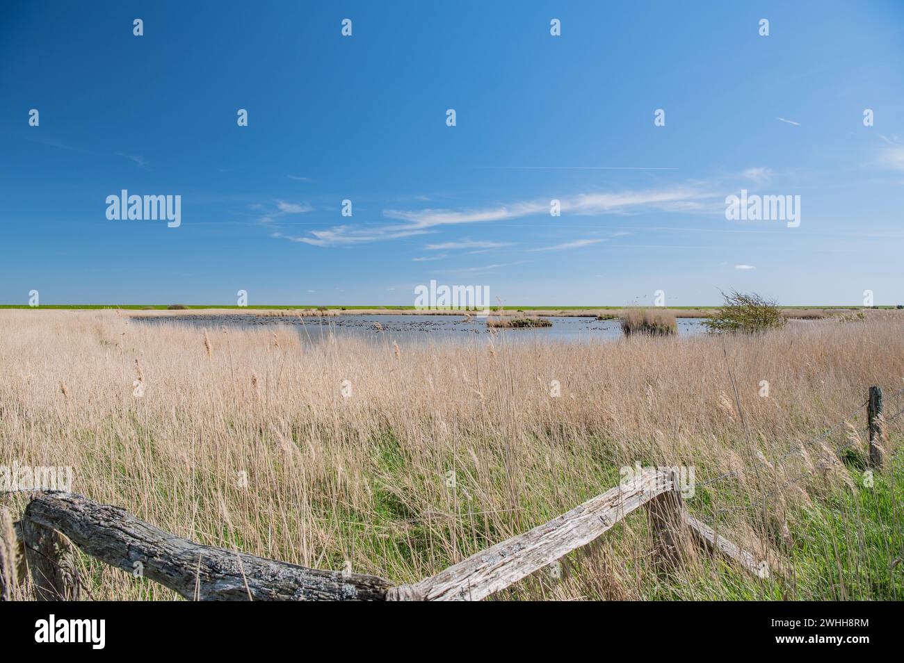 Reed zones hi-res stock photography and images - Alamy