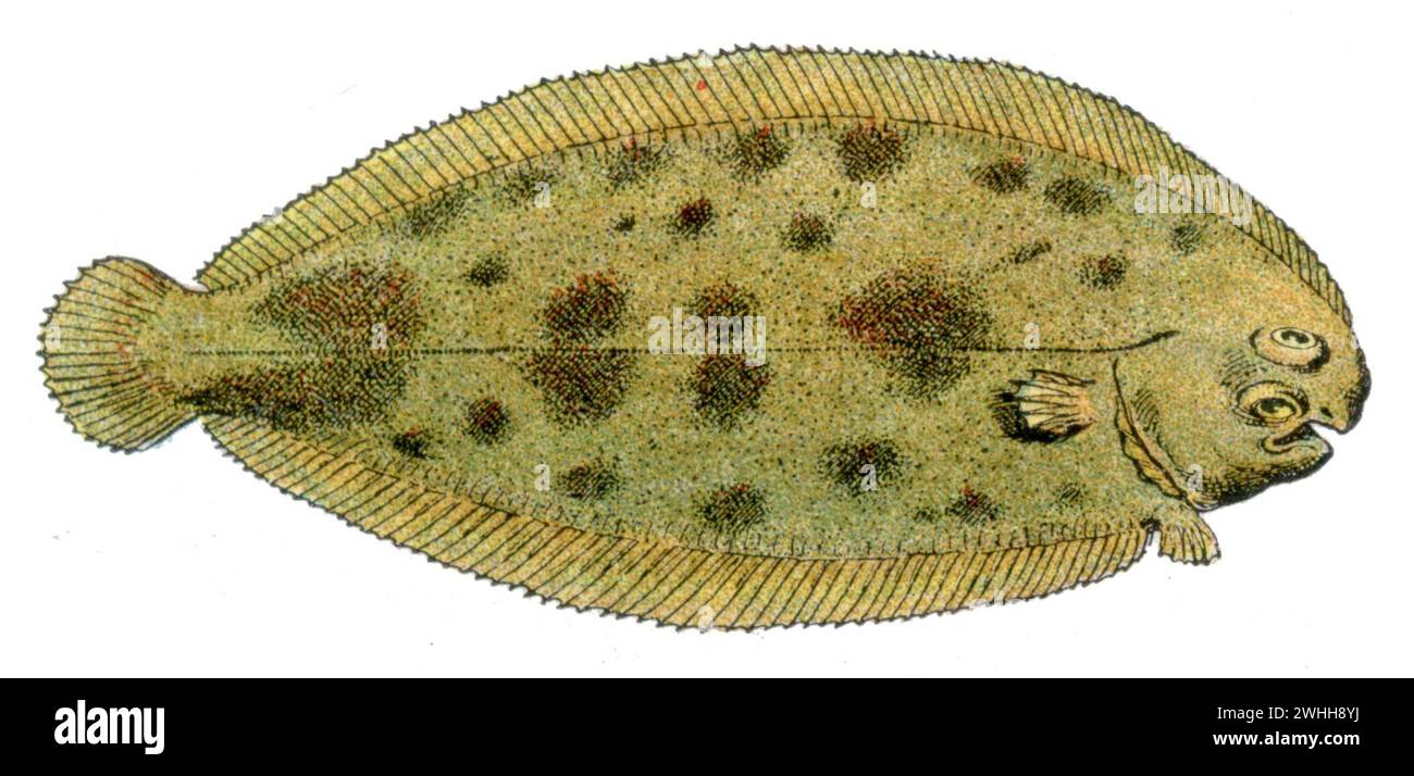 common sole; ole Solea solea, Millot, Adolphe (1857-1921) u. Desmoulins ...