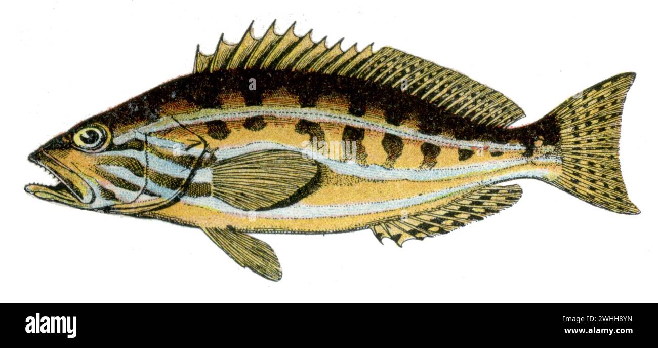 Serran hepate hi-res stock photography and images - Alamy