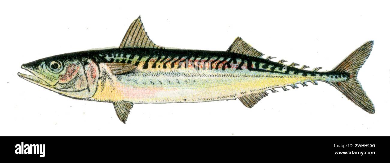 Boston makrele hi-res stock photography and images - Alamy