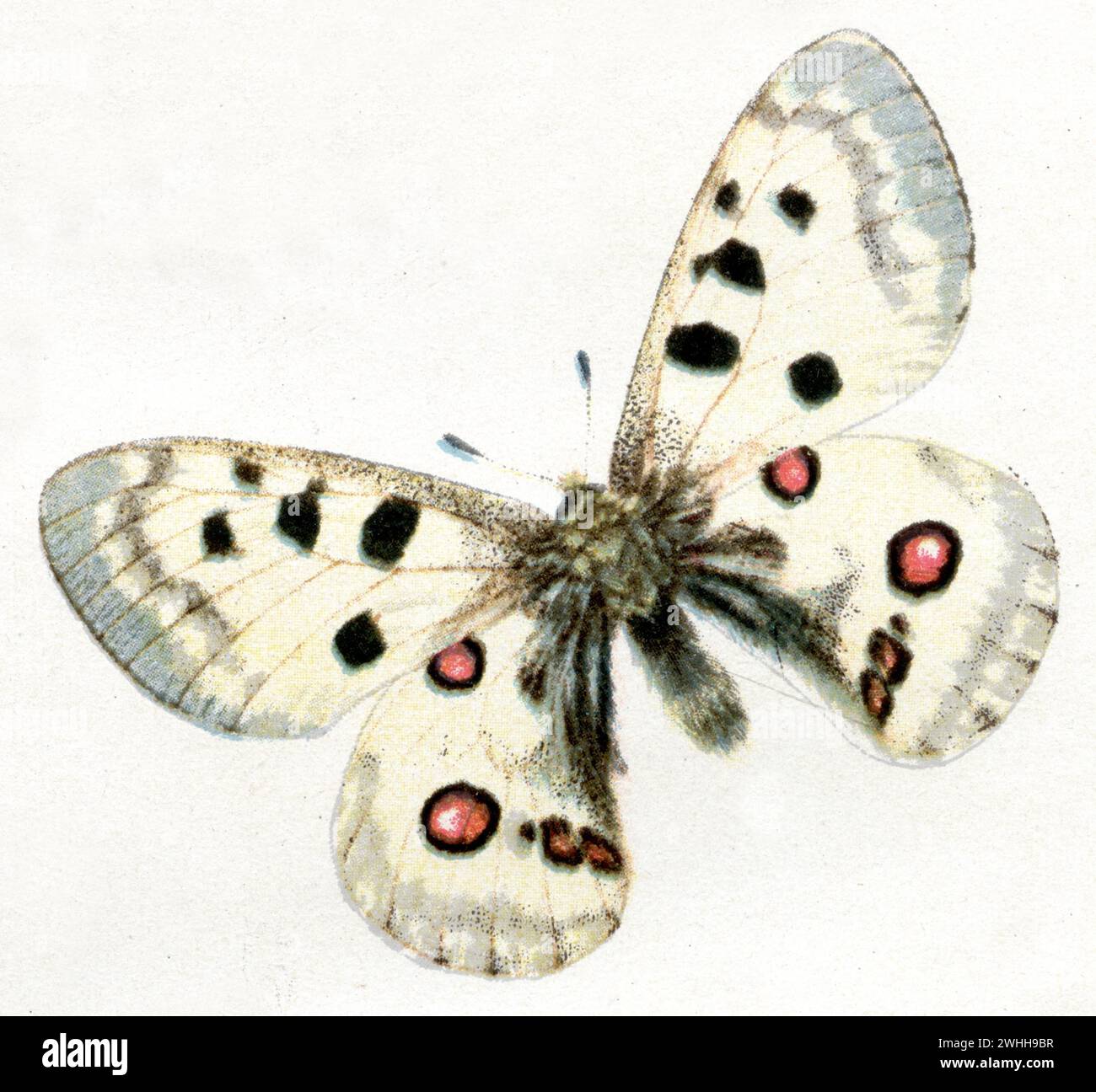 Parnassius apollon hi-res stock photography and images - Alamy