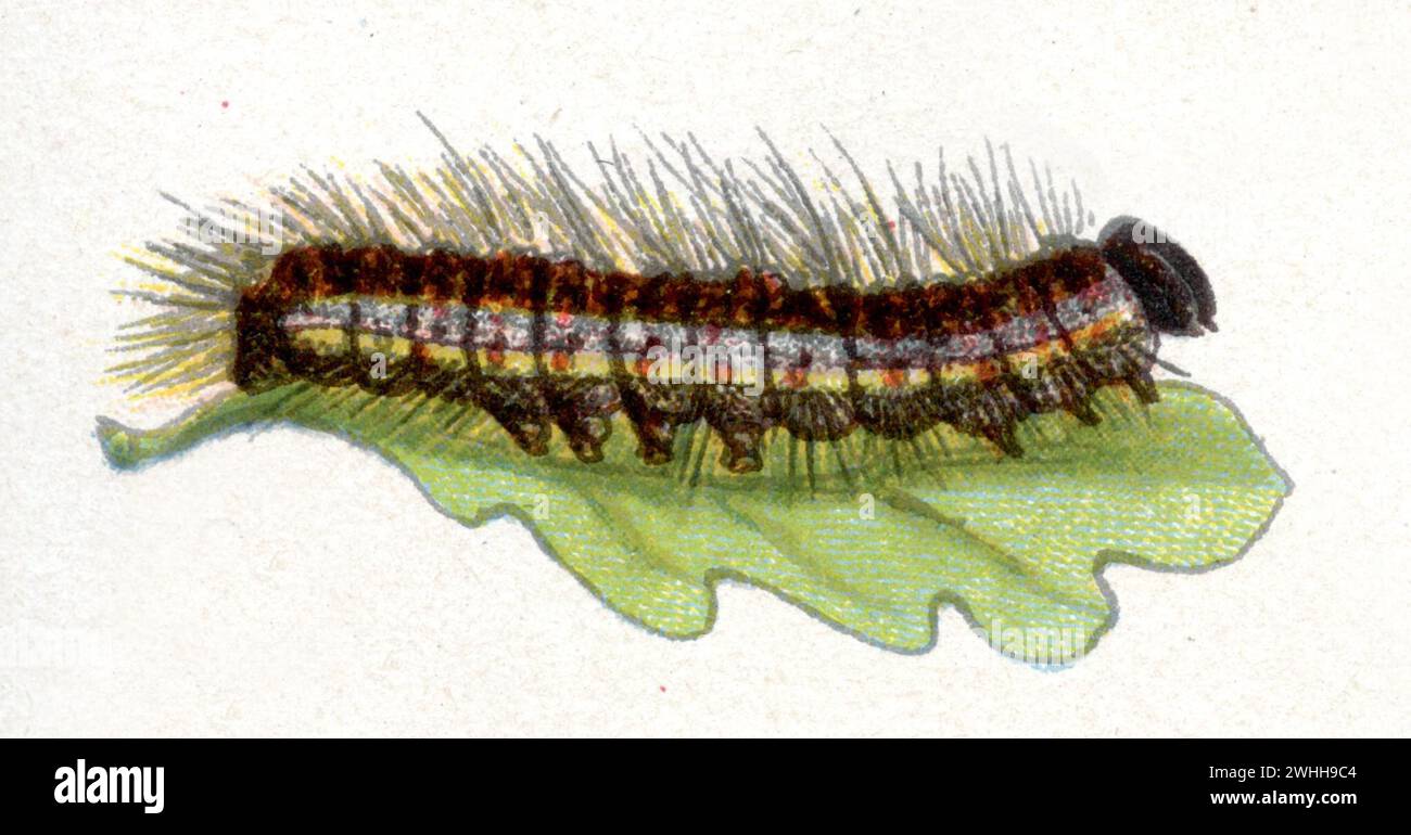 Oak Processionary, caterpillar Thaumetopoea processionea, (zoology book ...