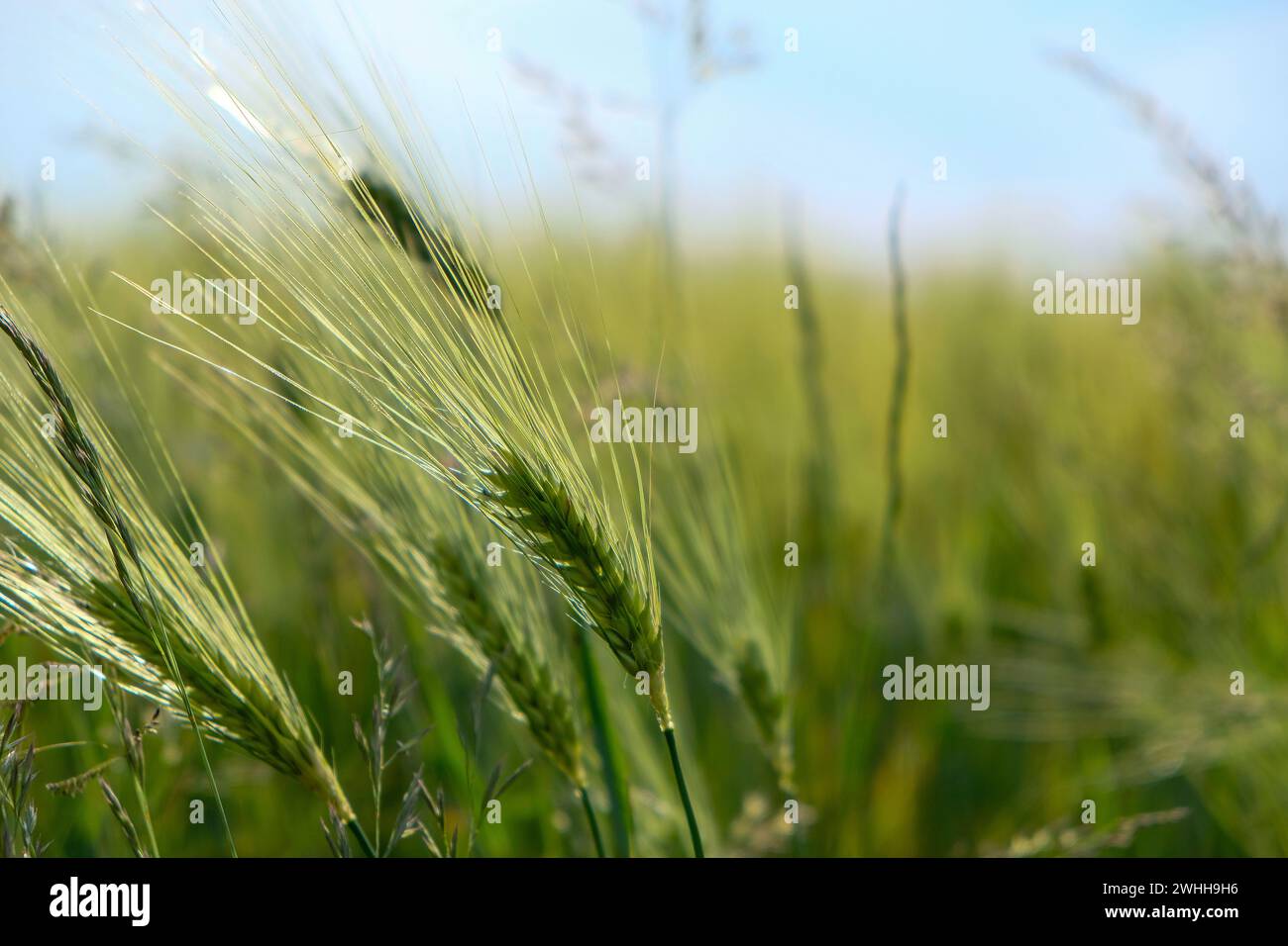 barley field, Hordeum, sunlit barley field, freshly grown barley Stock ...