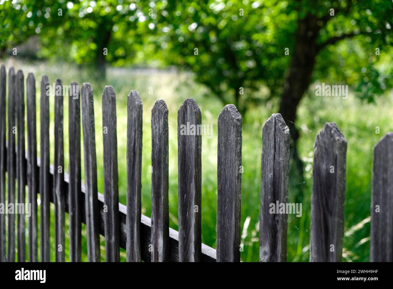 wooden fence, grove of trees behind the fence Stock Photo - Alamy