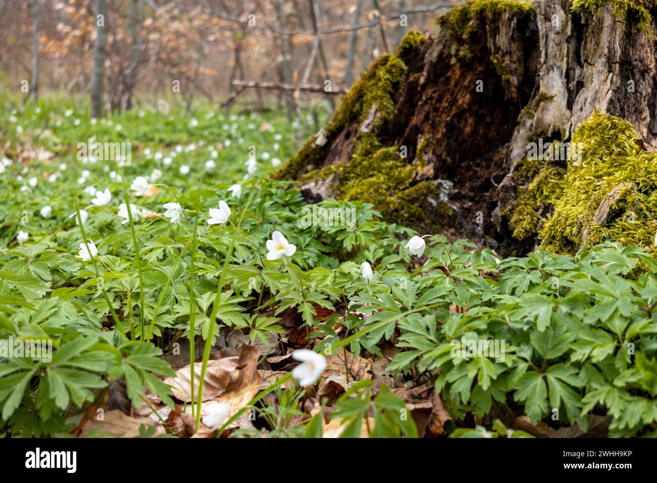 Blooming anemones in the forest with an old tree stump Stock Photo - Alamy