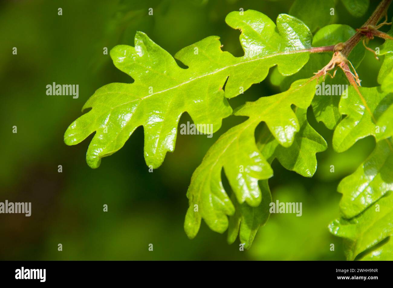 Oregon white oak leaves, William Finley National Wildlife Refuge ...