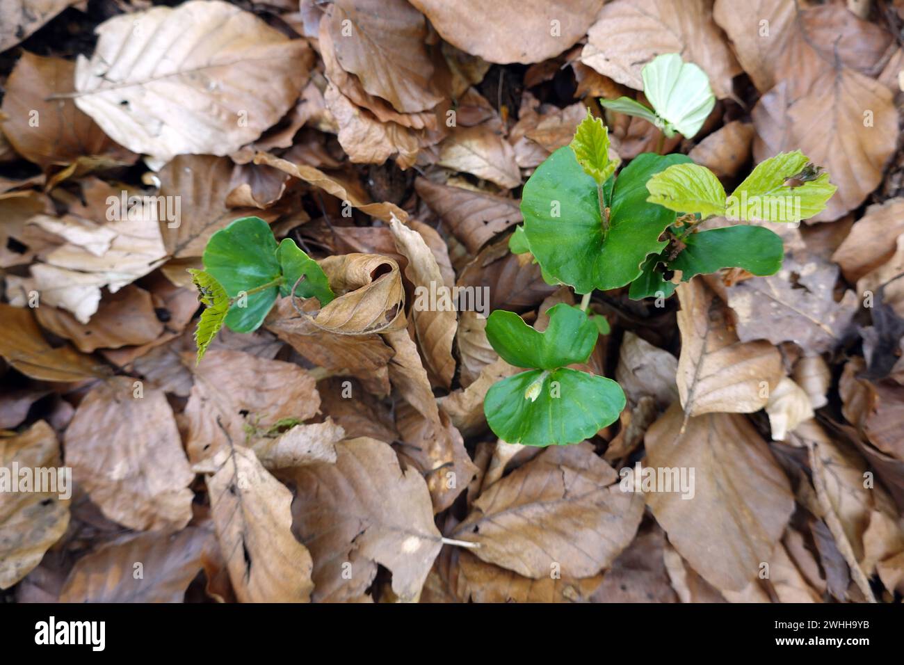 European beech seedlings (Fagus sylvatica) in a mixed deciduous forest ...