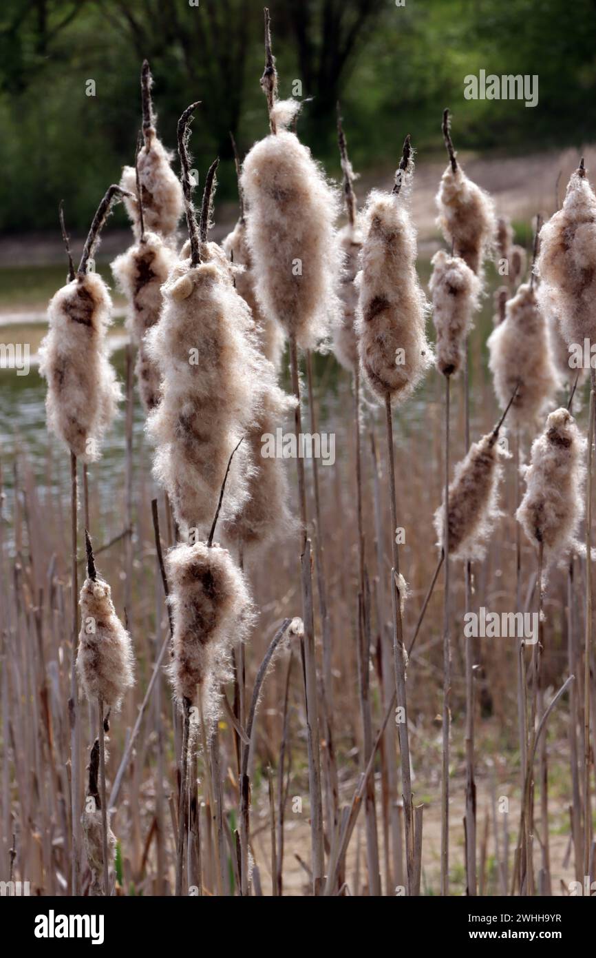 Typha spec hi-res stock photography and images - Alamy