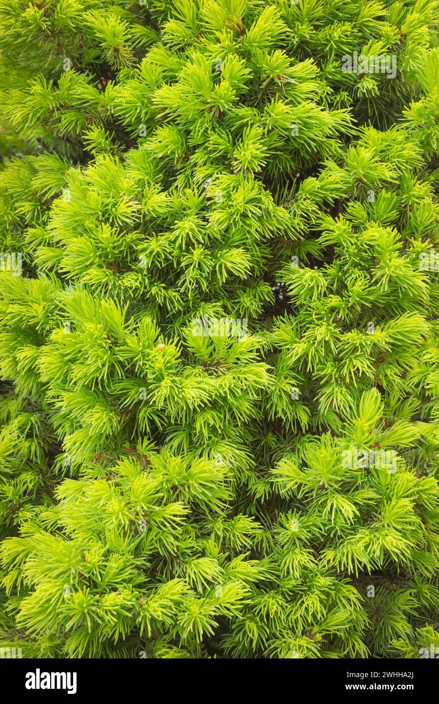 Lush green foliage serves hi-res stock photography and images - Alamy