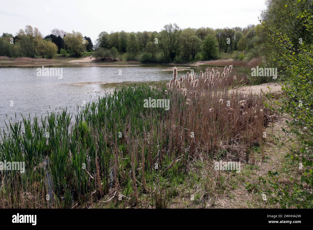 Cattail (Typha spec.) at Lake Oldenstadt - fruit stands Stock Photo - Alamy