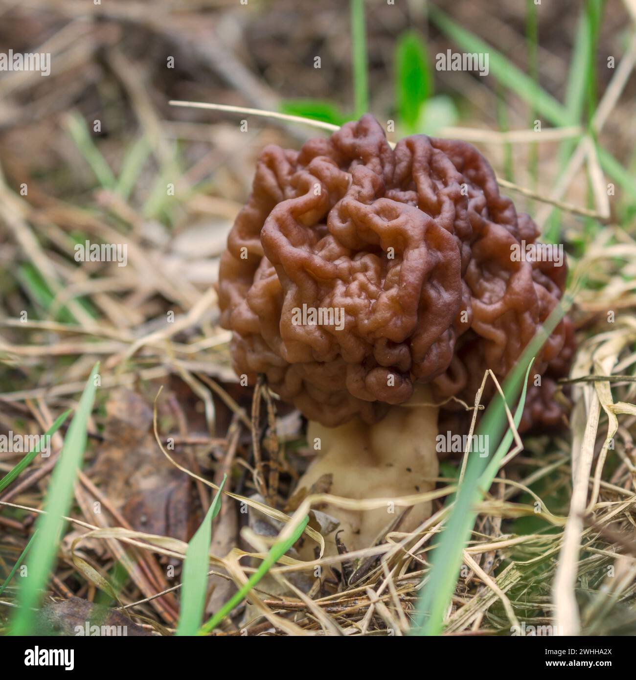 Spring mushrooms (Gyromitra esculenta ), first spring mushroom in ...